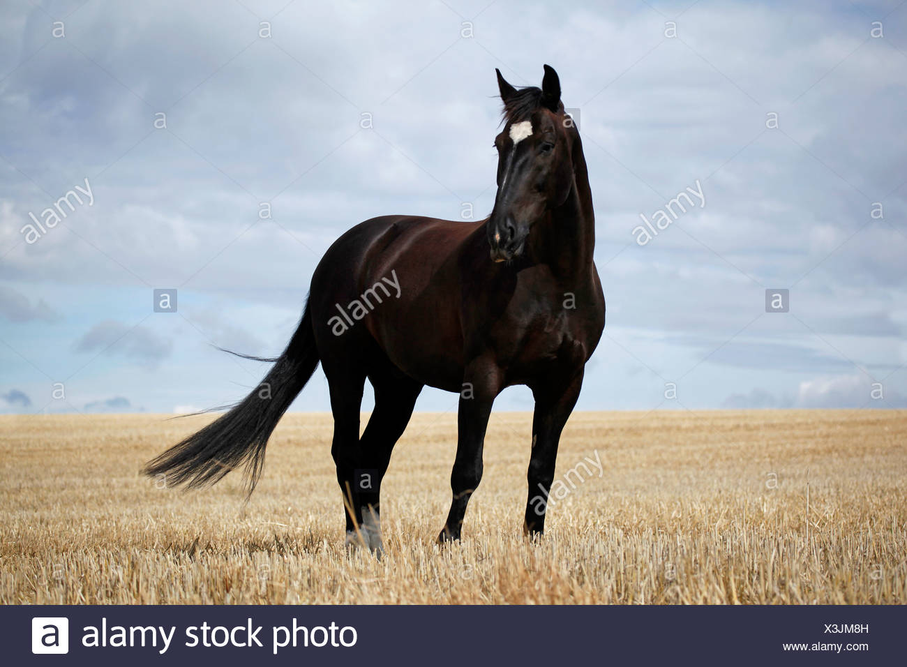 Cheval Noir Banque d'image et photos - Alamy