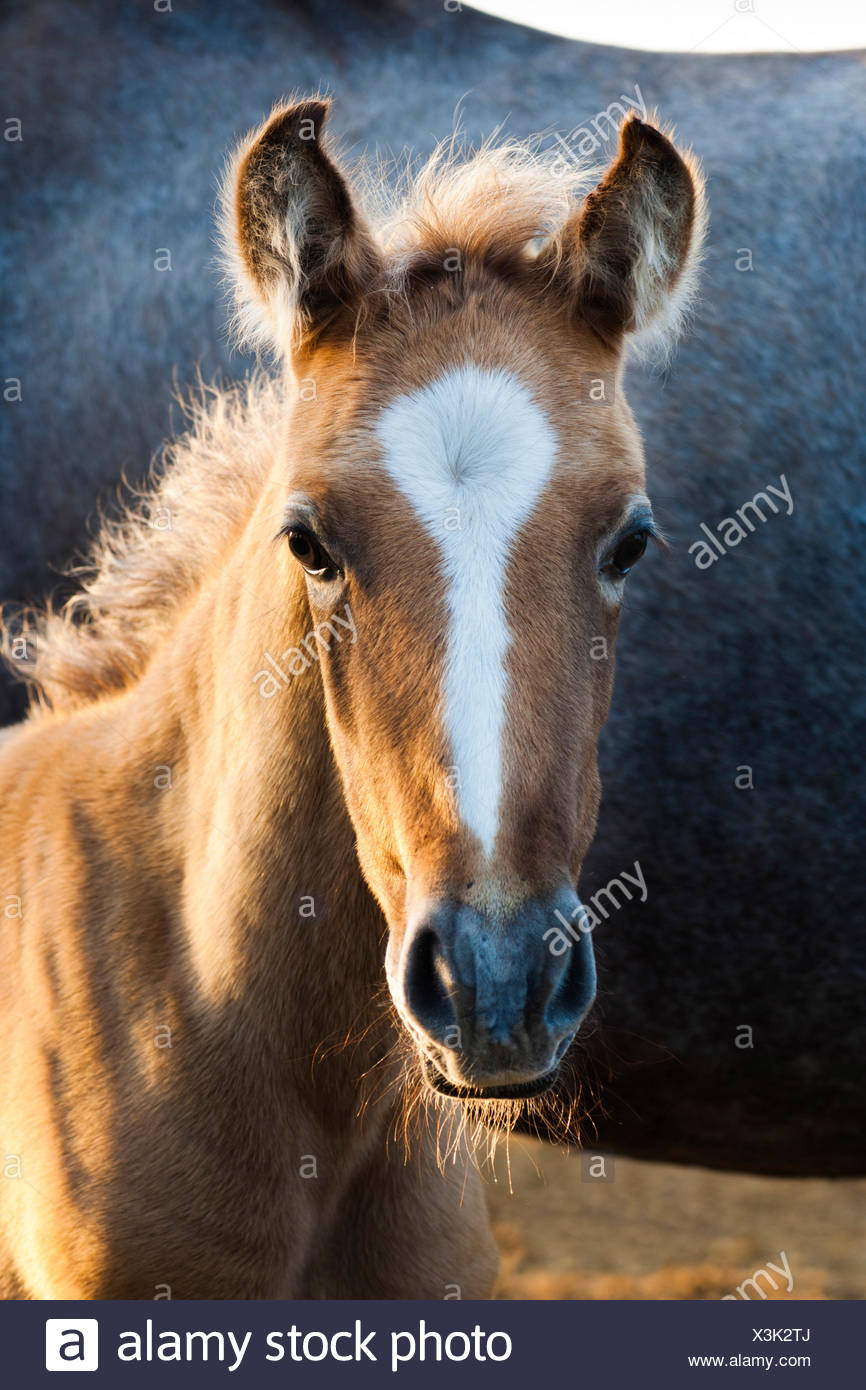 Cheval Lusitanien Banque d'image et photos - Alamy