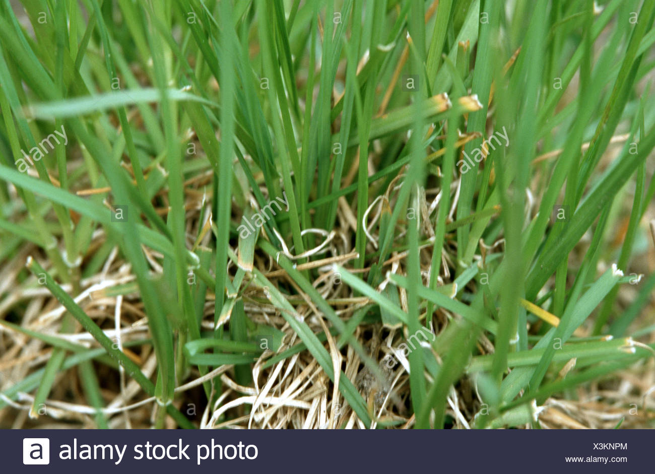 Ray Grass Darnel Banque d'image et photos - Alamy