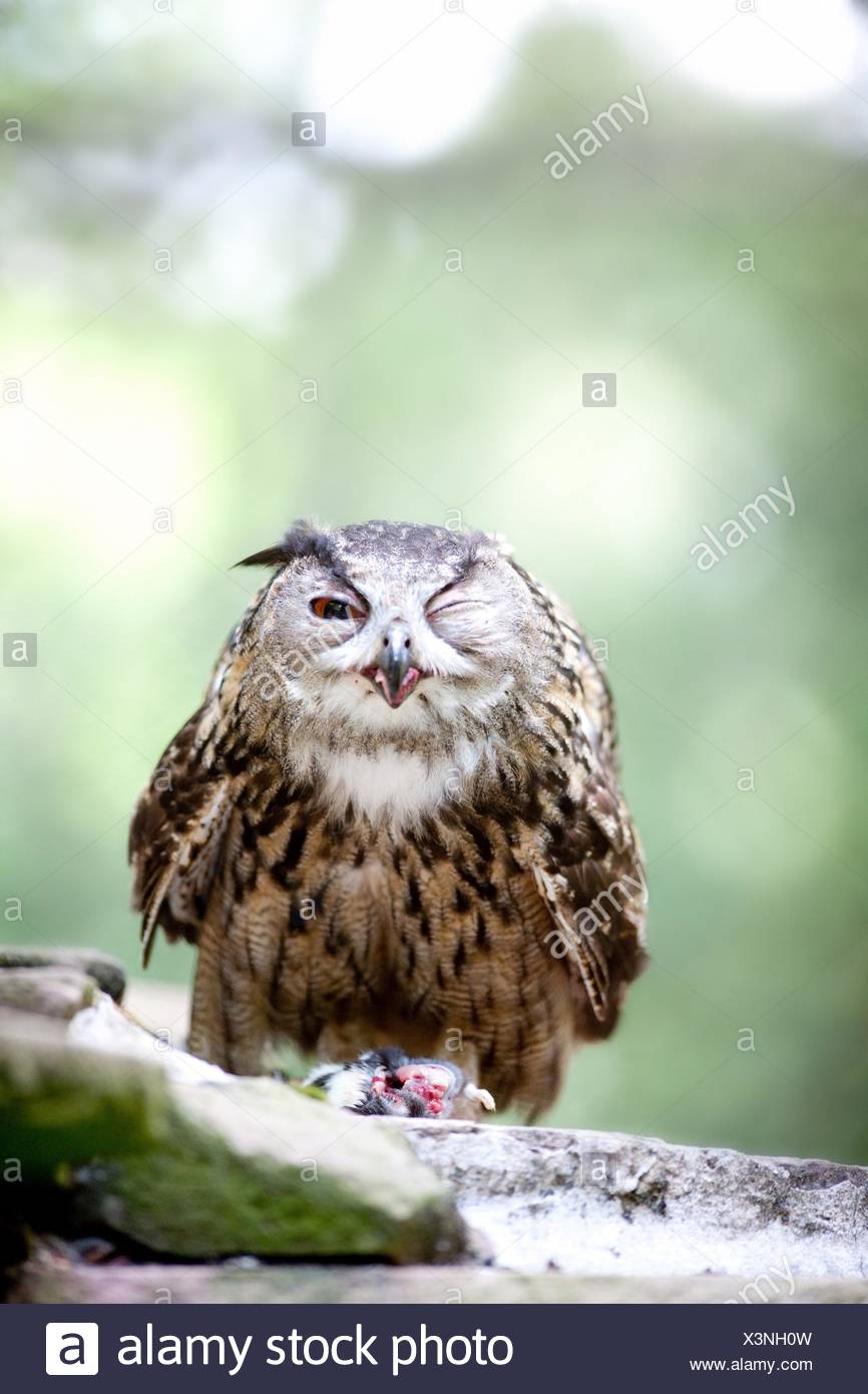 Hibou Oiseau Hiboux Oiseaux Rapaces Banque d'image et photos - Alamy