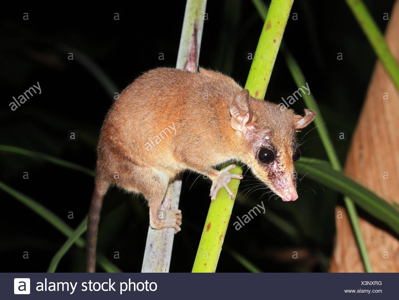 Gray Opossum Banque d'image et photos - Alamy