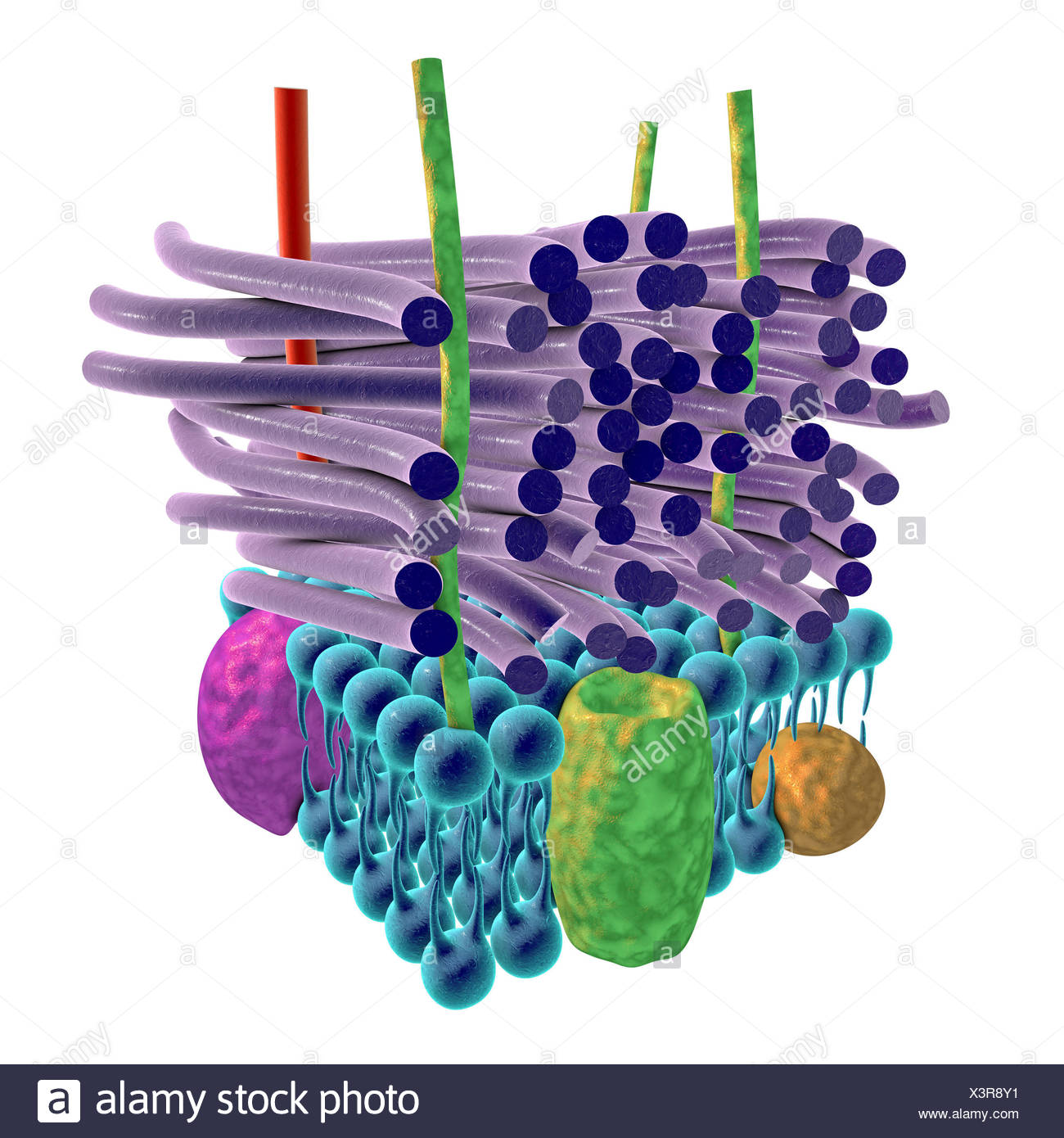 Gram Stain Banque d'images détourées - Alamy