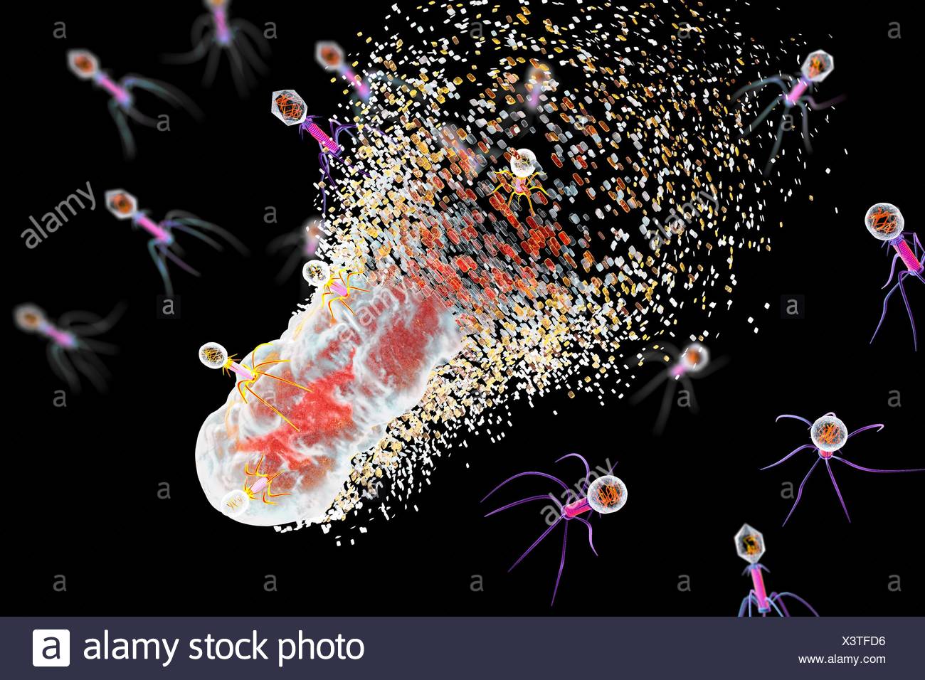 Bacteriophage T4 Photos & Bacteriophage T4 Images - Alamy