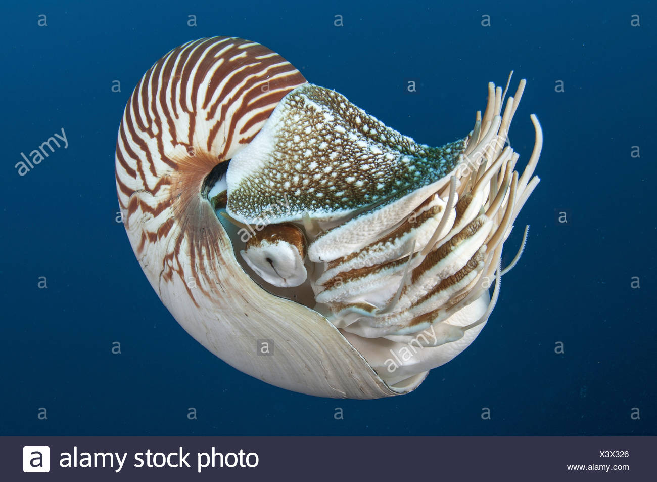 Nautilus Belauensis Banque d'image et photos - Alamy
