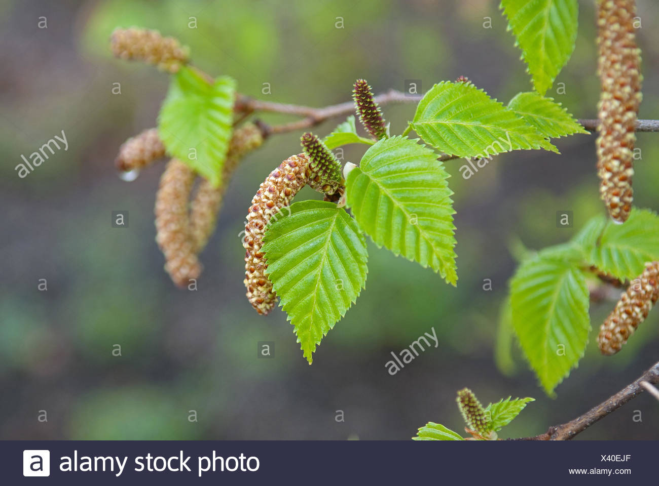 Bouleau Velu Betula Utilis Banque d'image et photos - Alamy
