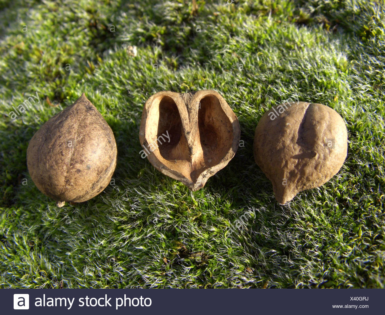 Carya Cordiformis Banque d'image et photos - Alamy