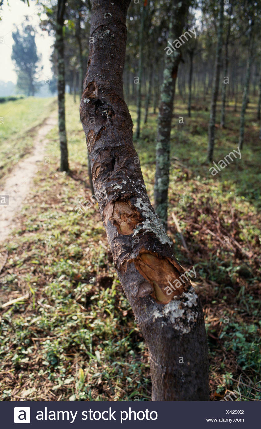 Écorce De Quinquina Banque d'image et photos - Alamy