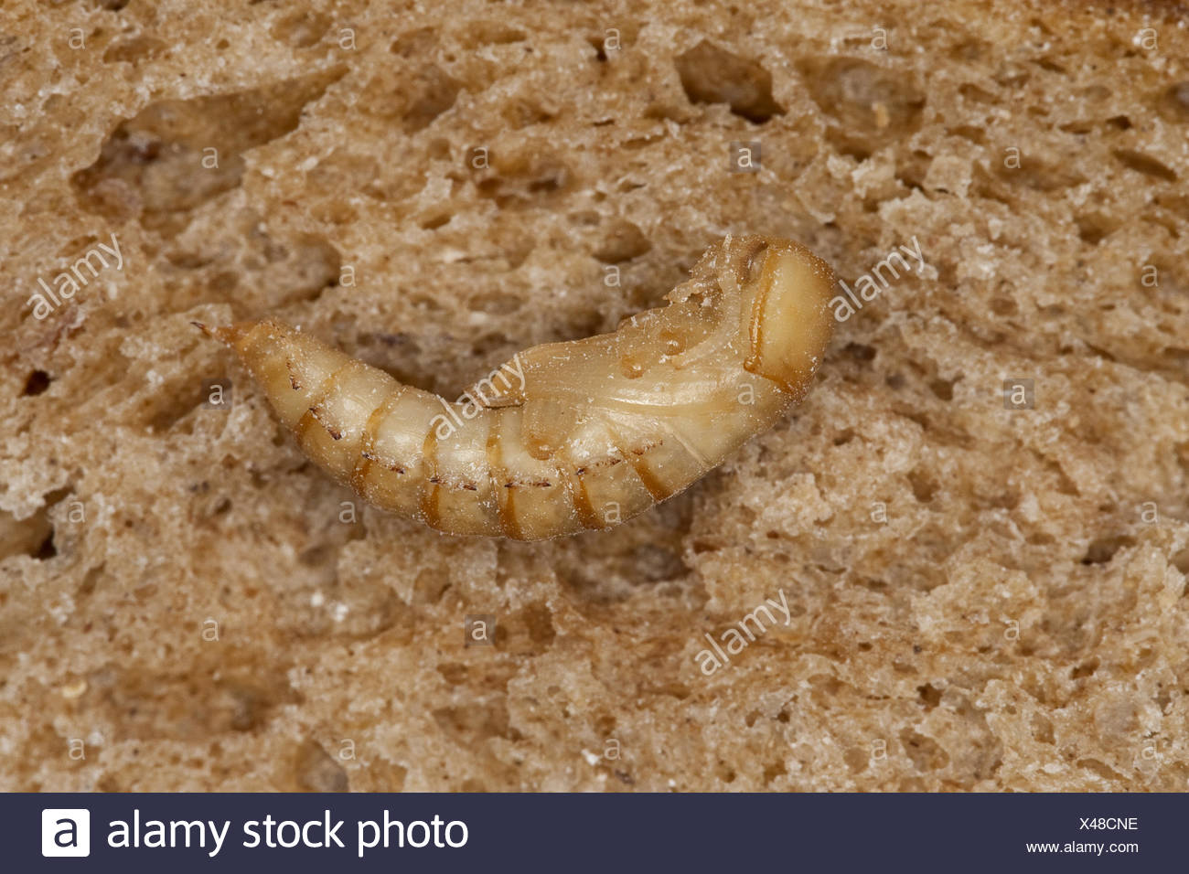 Larve De Ver De Farine Banque d'image et photos - Alamy