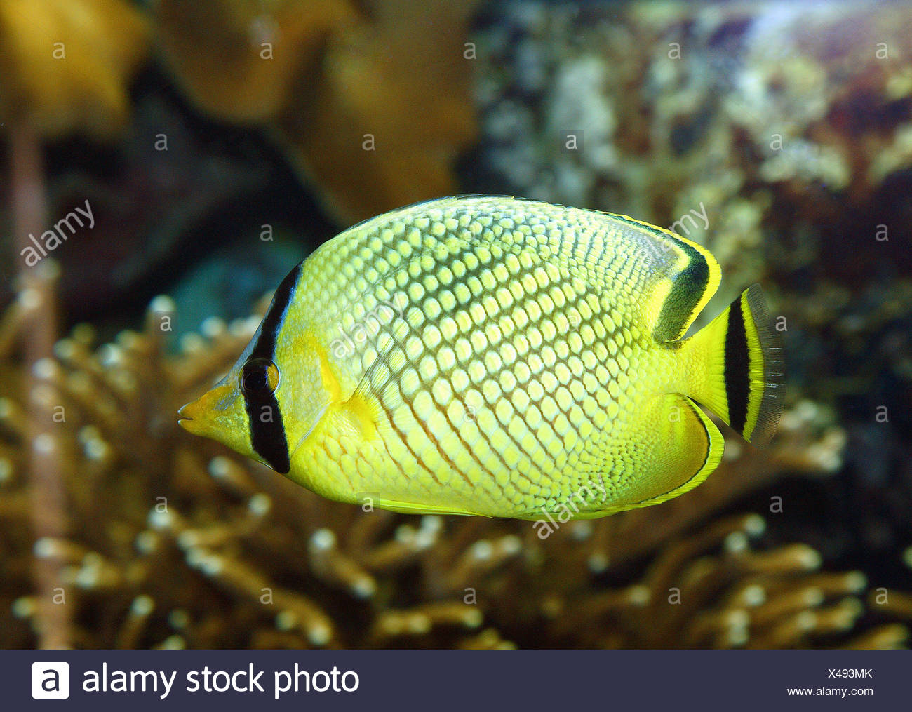 Poisson Papillon Chaetodon Banque d'image et photos - Alamy