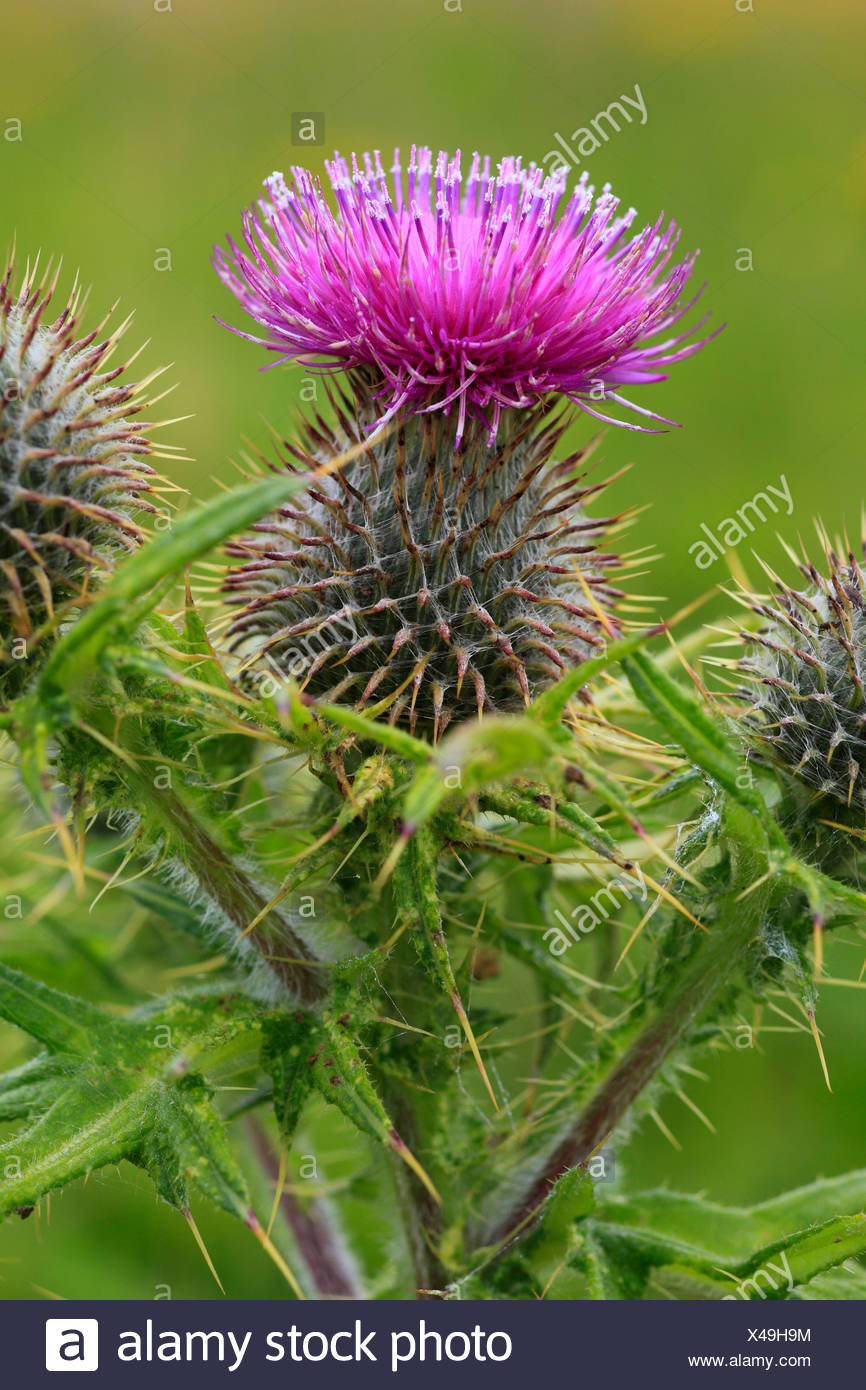 Plante De Chardon Banque d'image et photos - Alamy