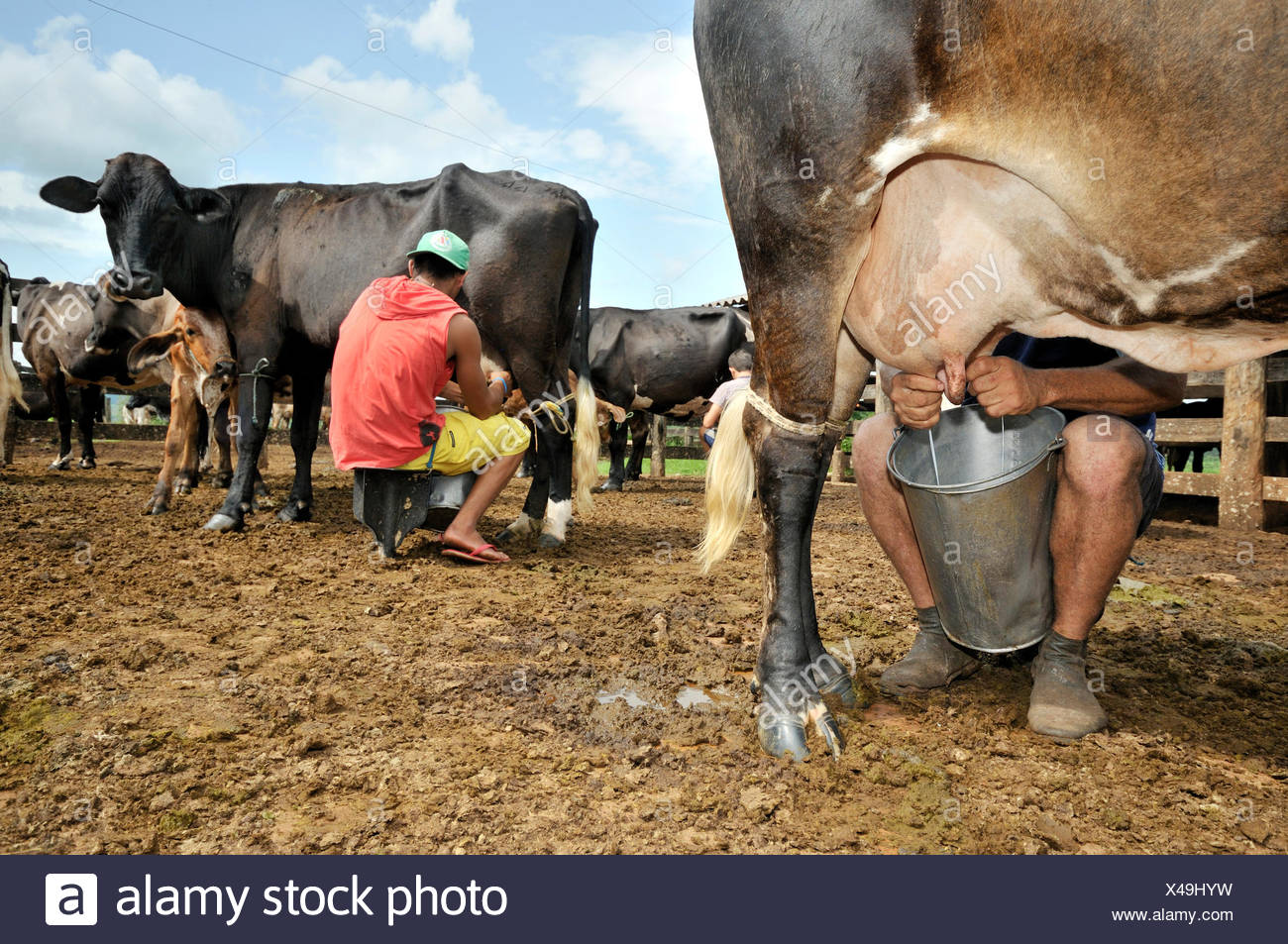 Milking Cows Photos & Milking Cows Images - Alamy