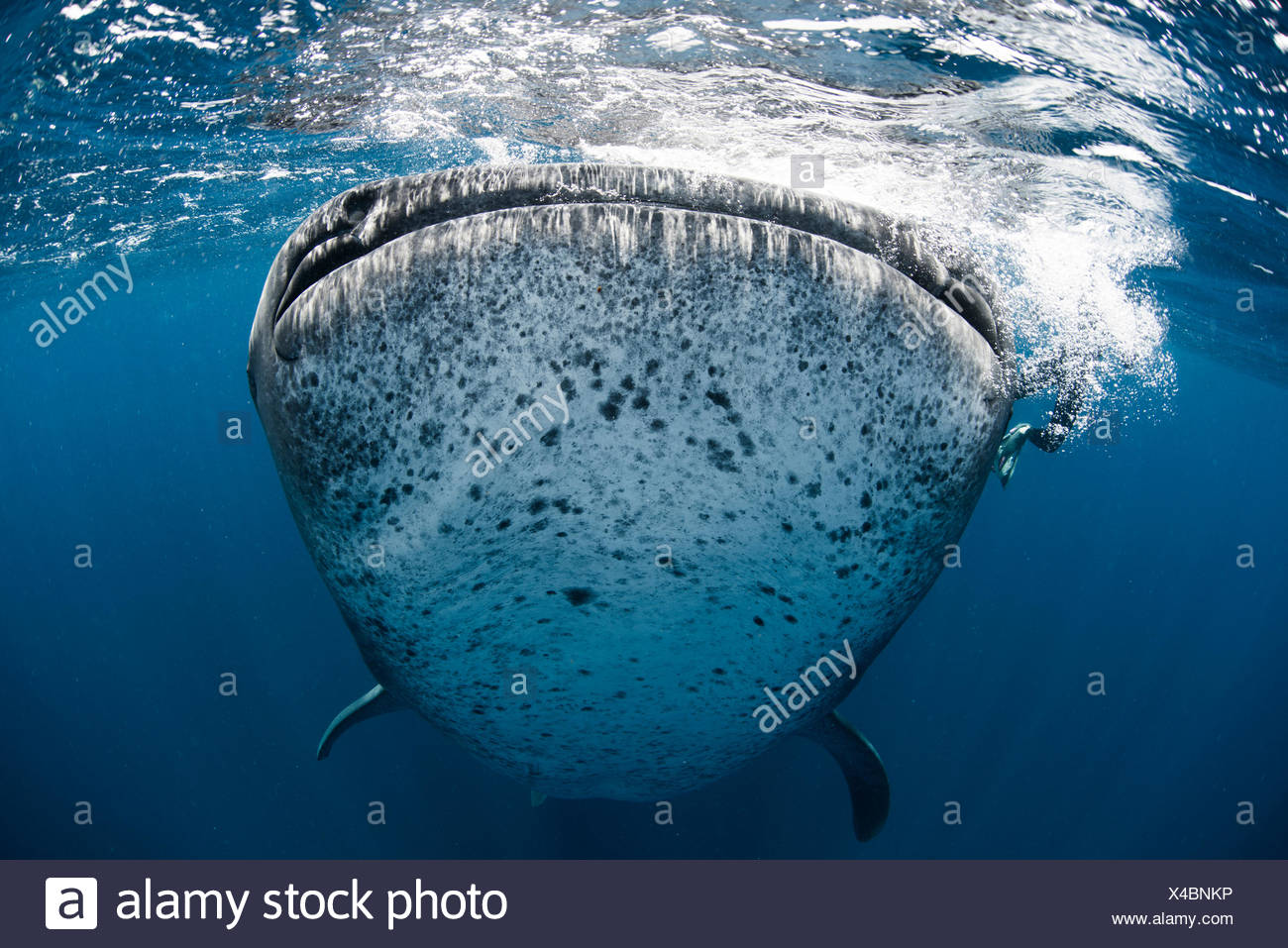 Alimentation De Rorqual Bleu Banque d'image et photos - Alamy