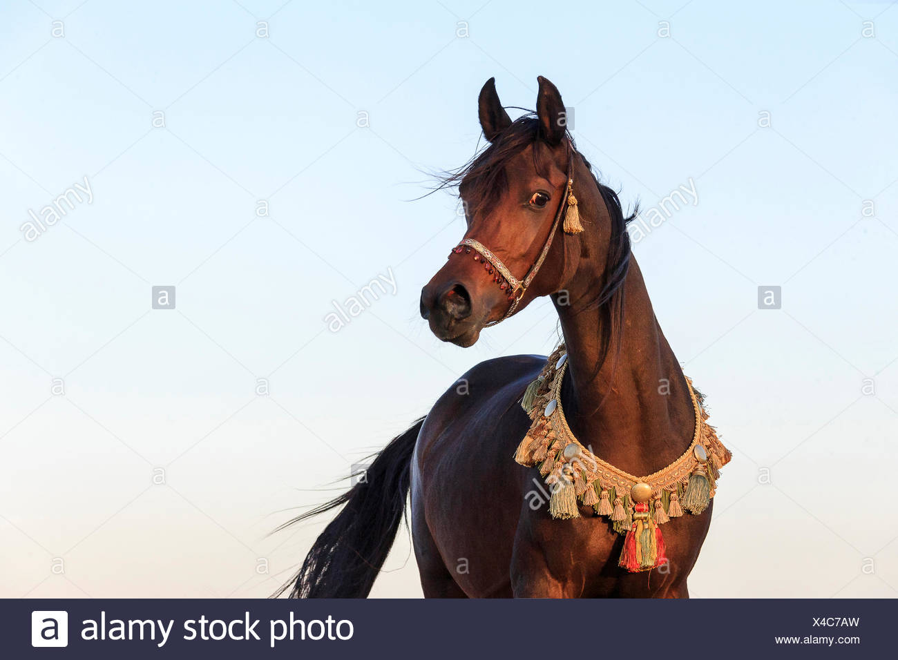 Arabian Horse Traditional Arabian Tack Banque d'image et photos - Alamy