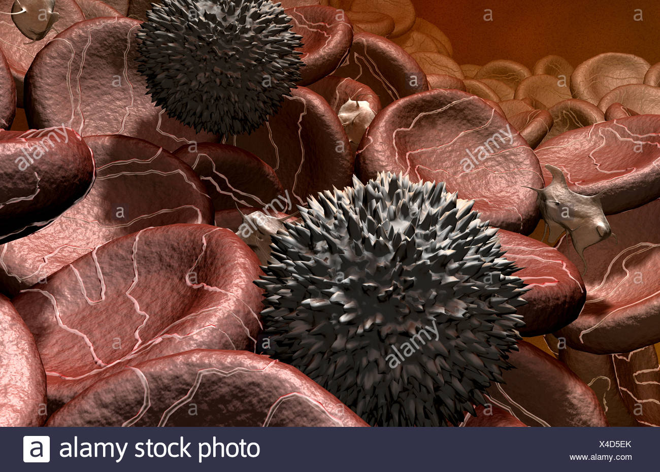 Les Plaquettes Sanguines Banque d'image et photos - Alamy