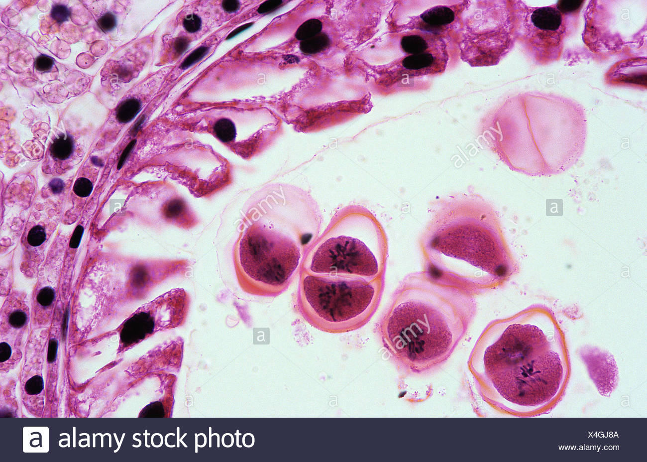 Prophase Cell Banque d'image et photos - Alamy