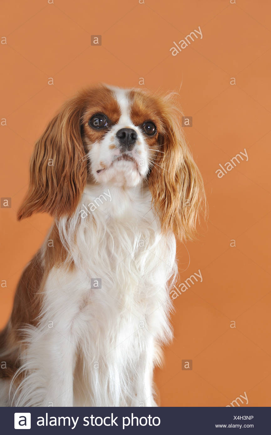 Blenheim Spaniel Banque d'image et photos - Alamy