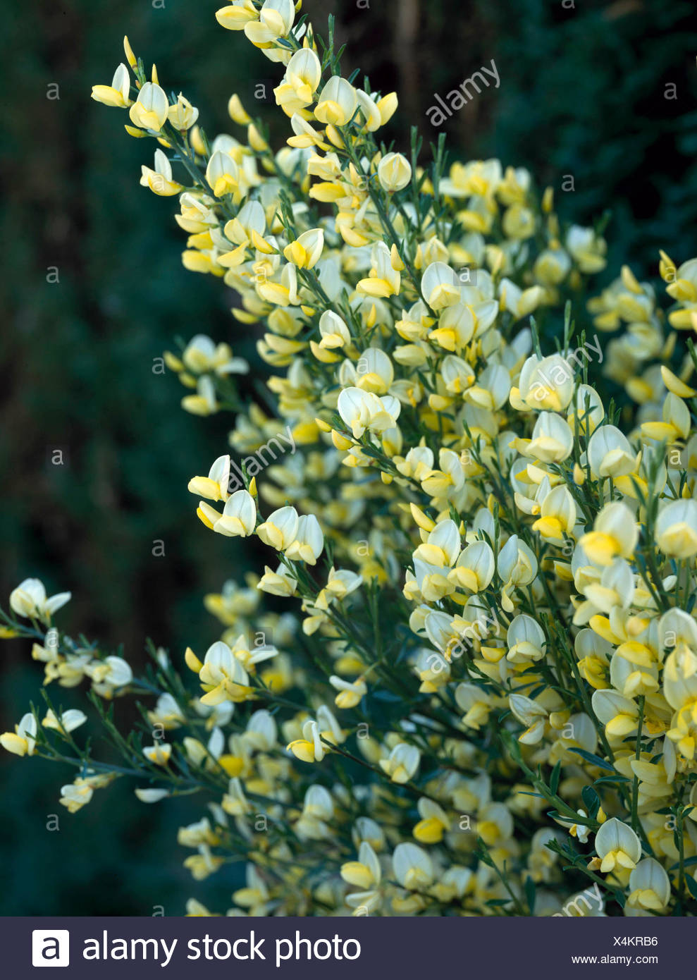 Cytisus X Praecox Banque d'image et photos - Alamy