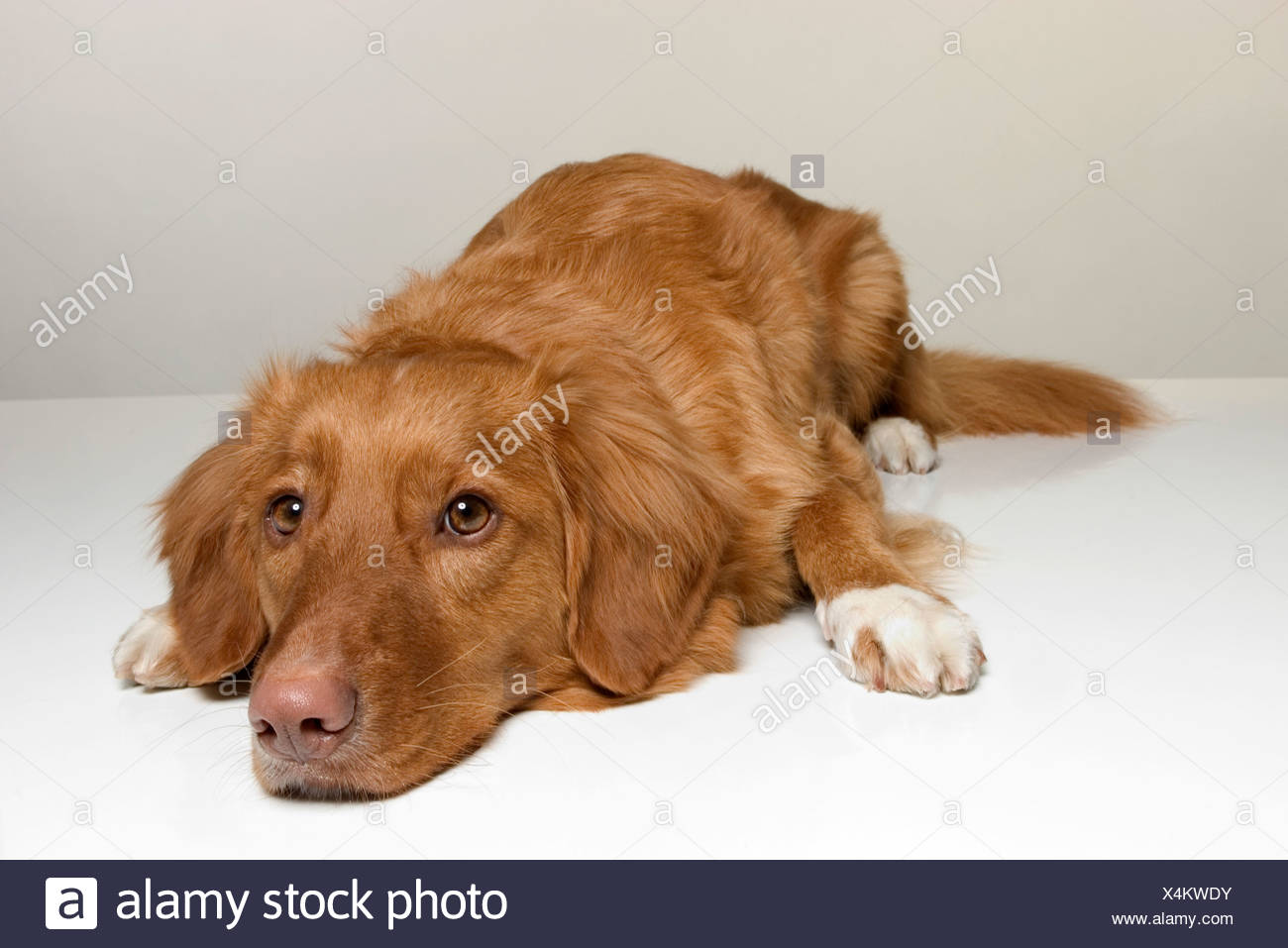 Nova Scotia Duck Trolling Retriever Banque d'image et photos - Alamy