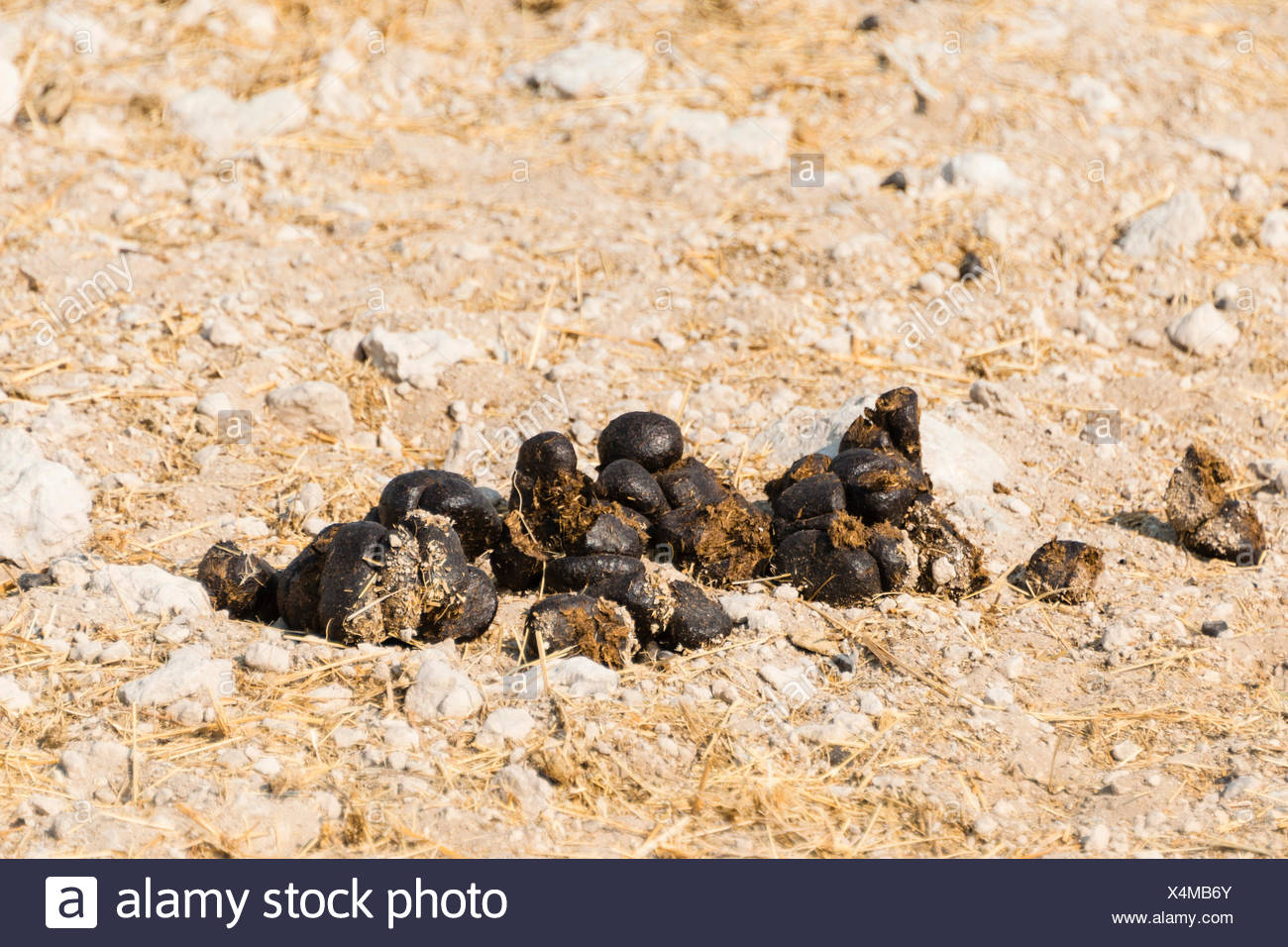Crottes D'animaux Banque d'image et photos - Alamy