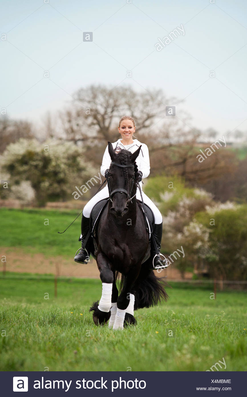 Cheval Frison Banque d'image et photos - Alamy
