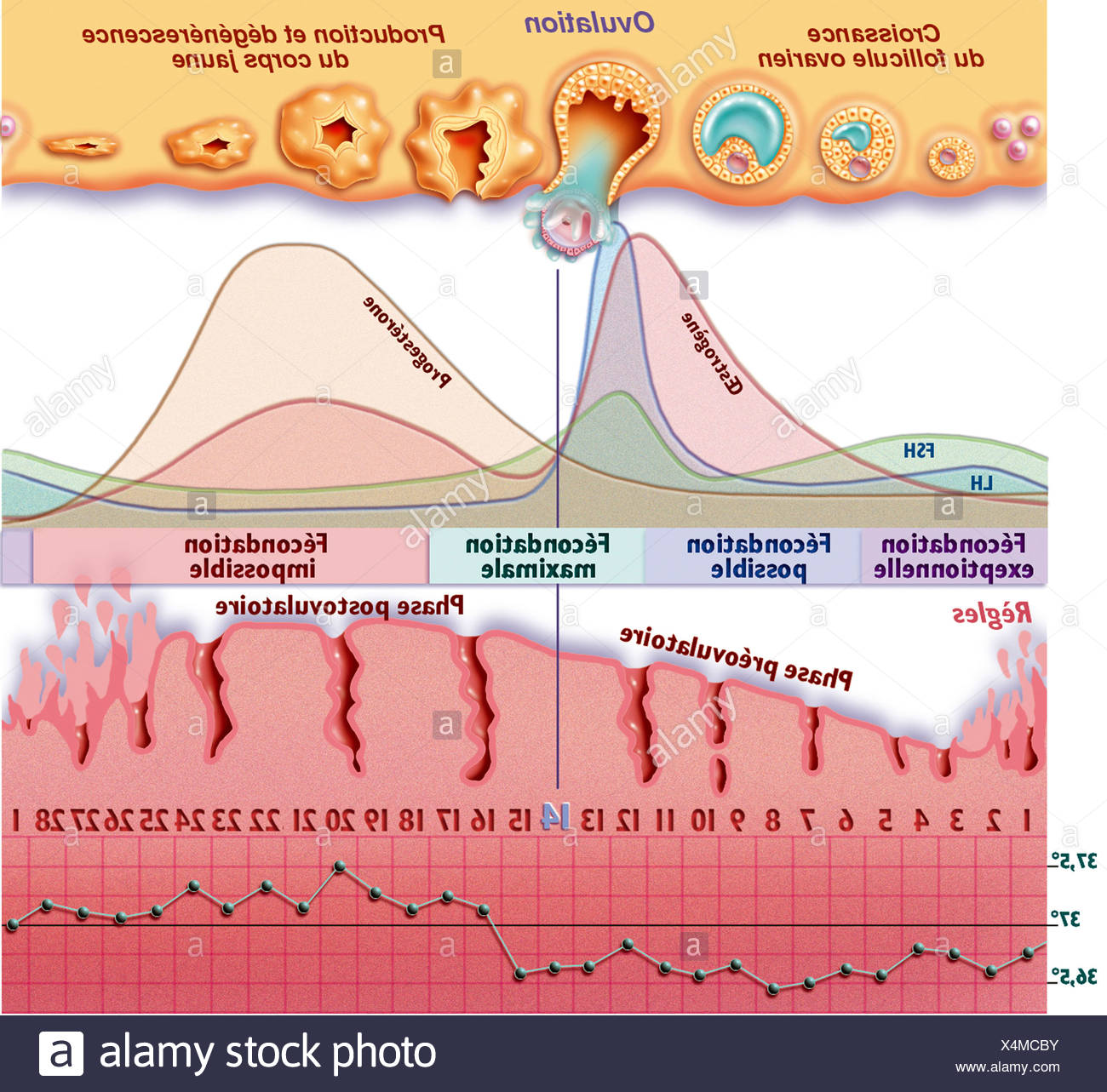 Uterine Menstrual Cycle Proliferative Phase