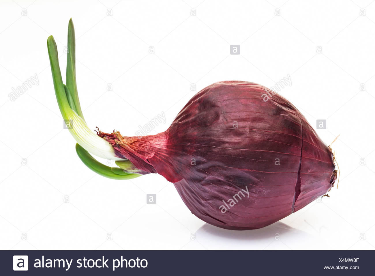 Oignon En Germination Banque d'image et photos - Alamy