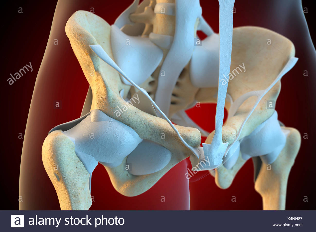 Ligaments Du Bassin Humain Banque d'image et photos - Alamy
