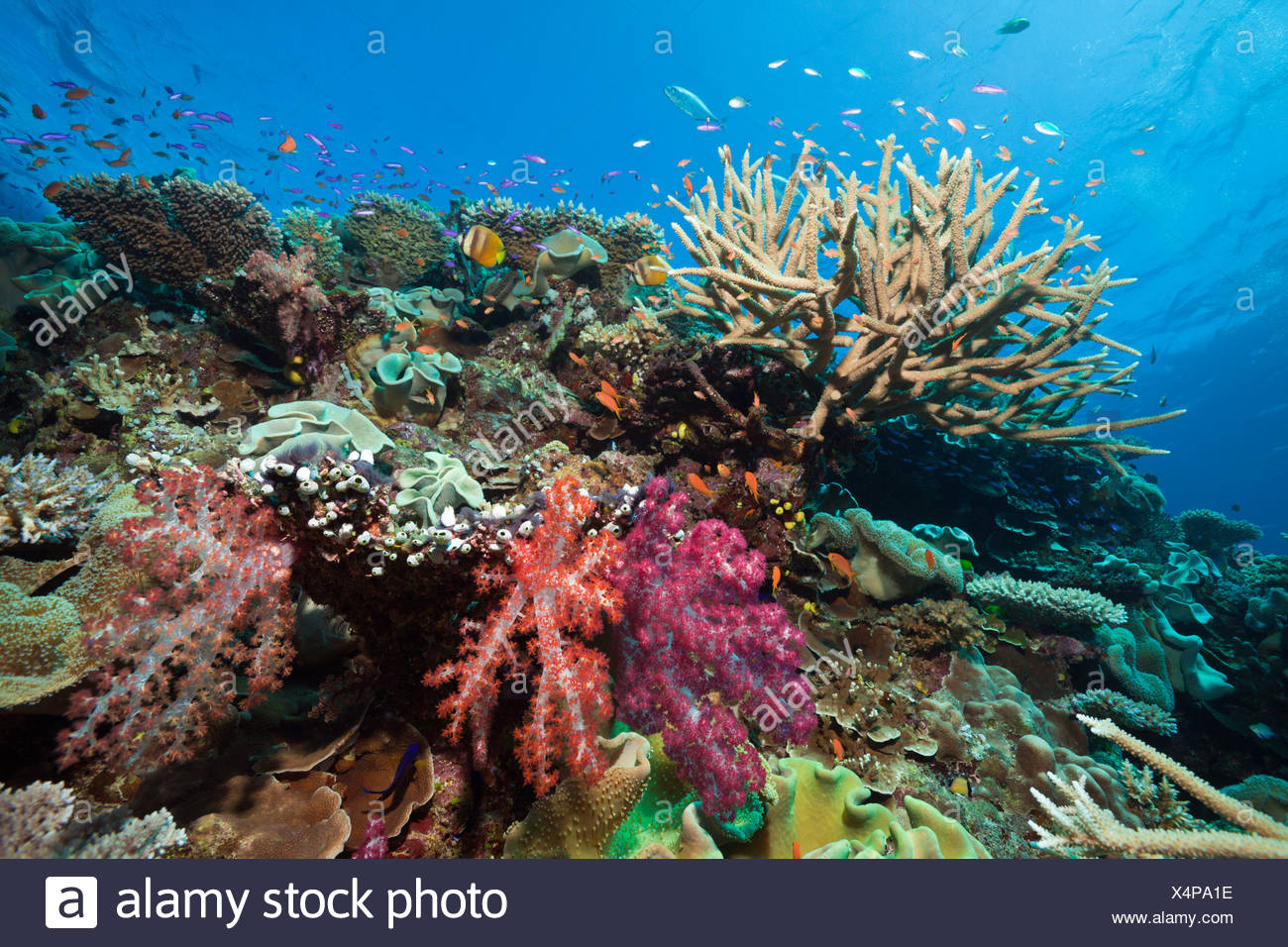 Corail Et Poisson Banque d'image et photos - Alamy