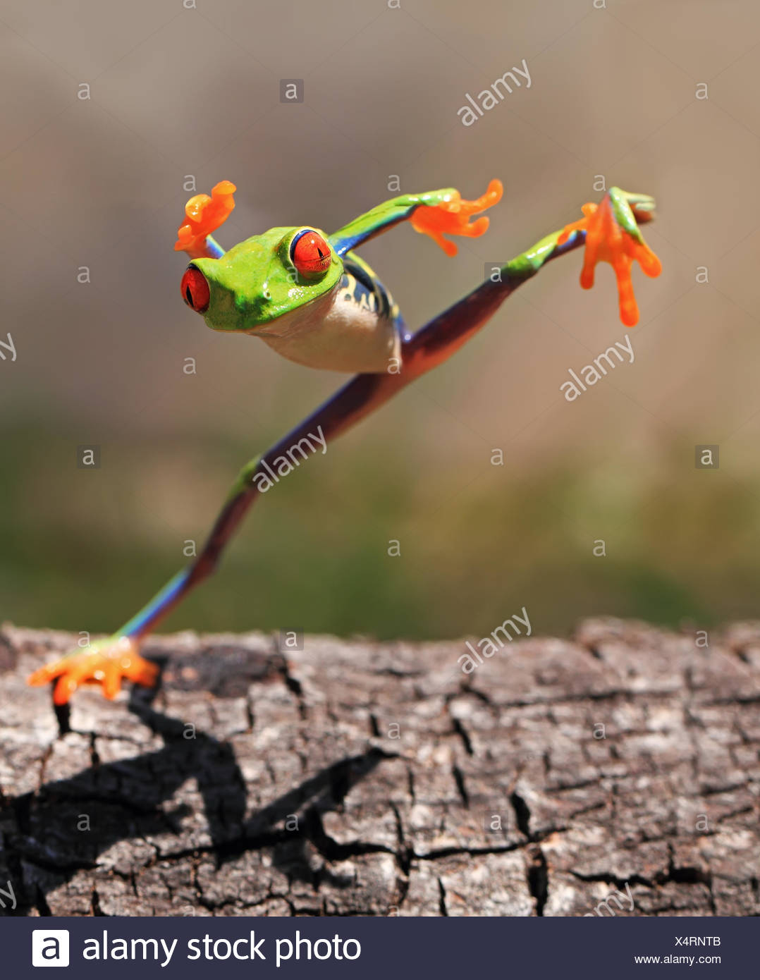 Grenouille Rouge Banque d'image et photos - Alamy