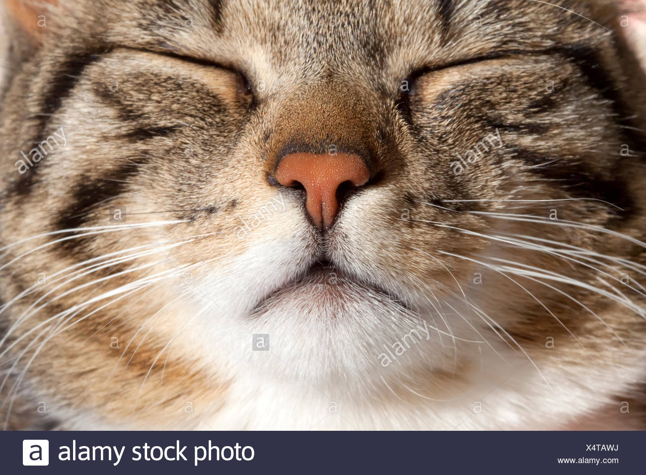 Portrait De Chat Banque d'image et photos - Alamy