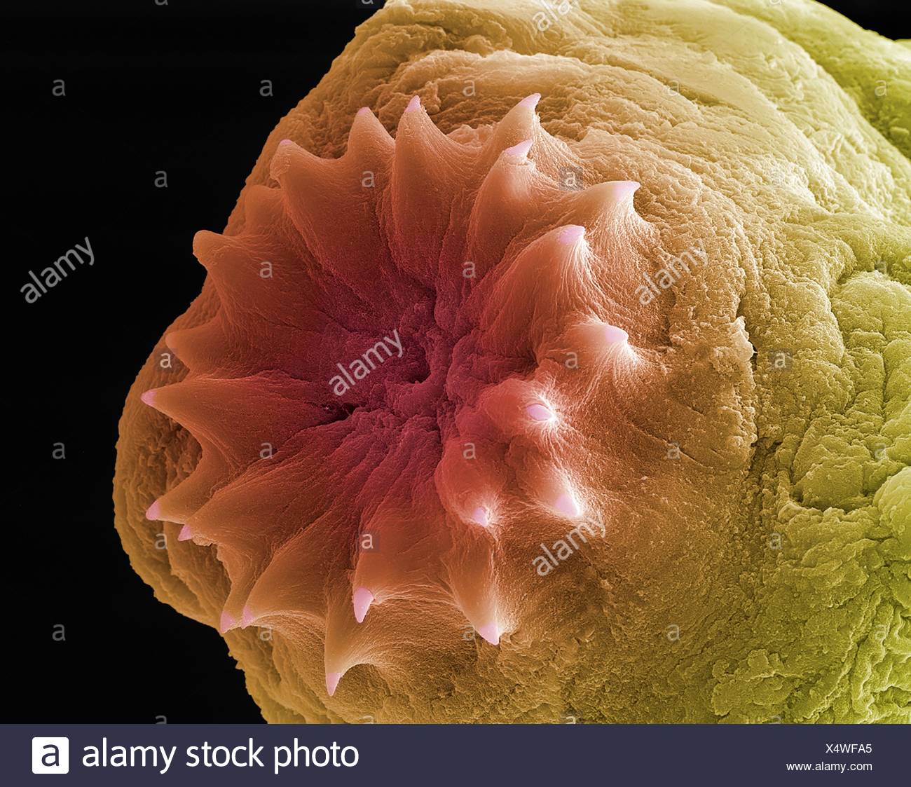 Tapeworm Taenia Banque d'image et photos - Alamy