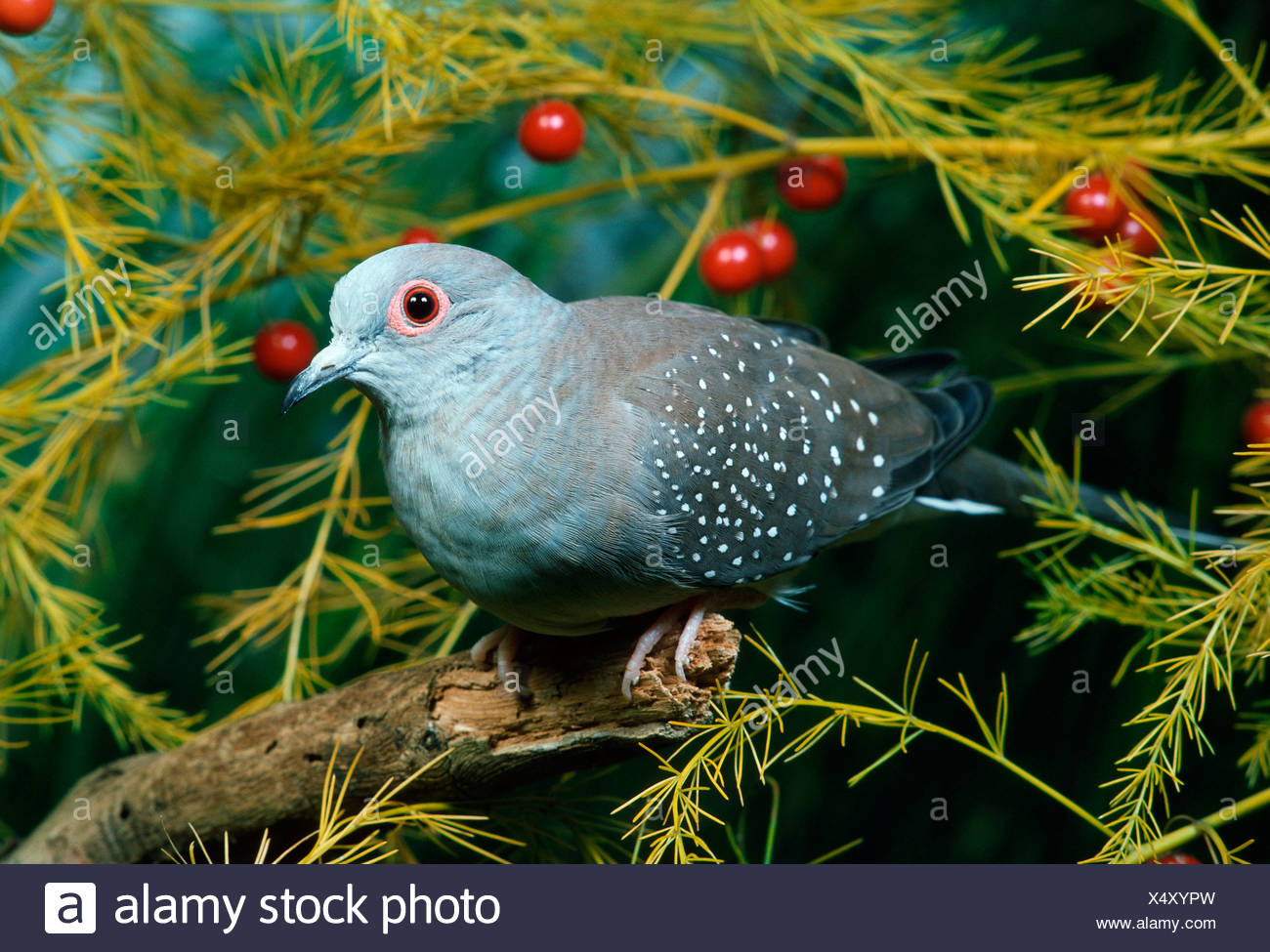 Diamond Doves Banque d'image et photos - Alamy