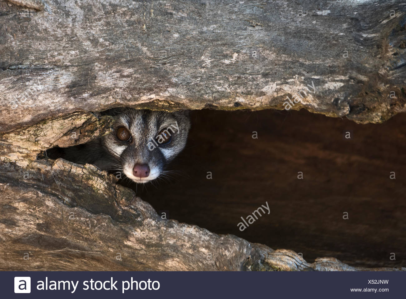 Genette Commune Banque d'image et photos - Alamy