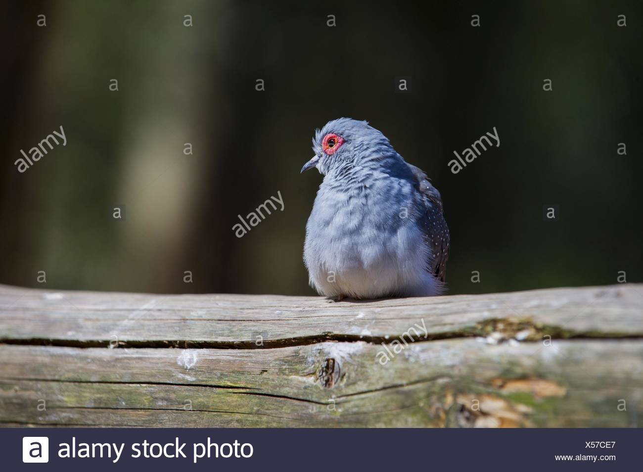 Diamond Doves Banque d'image et photos - Alamy