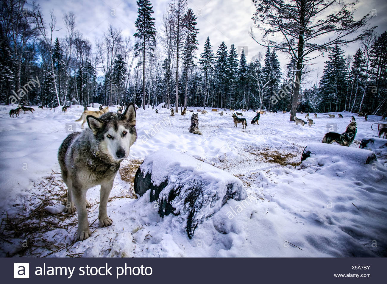 Loup Canadien Banque d'image et photos - Alamy