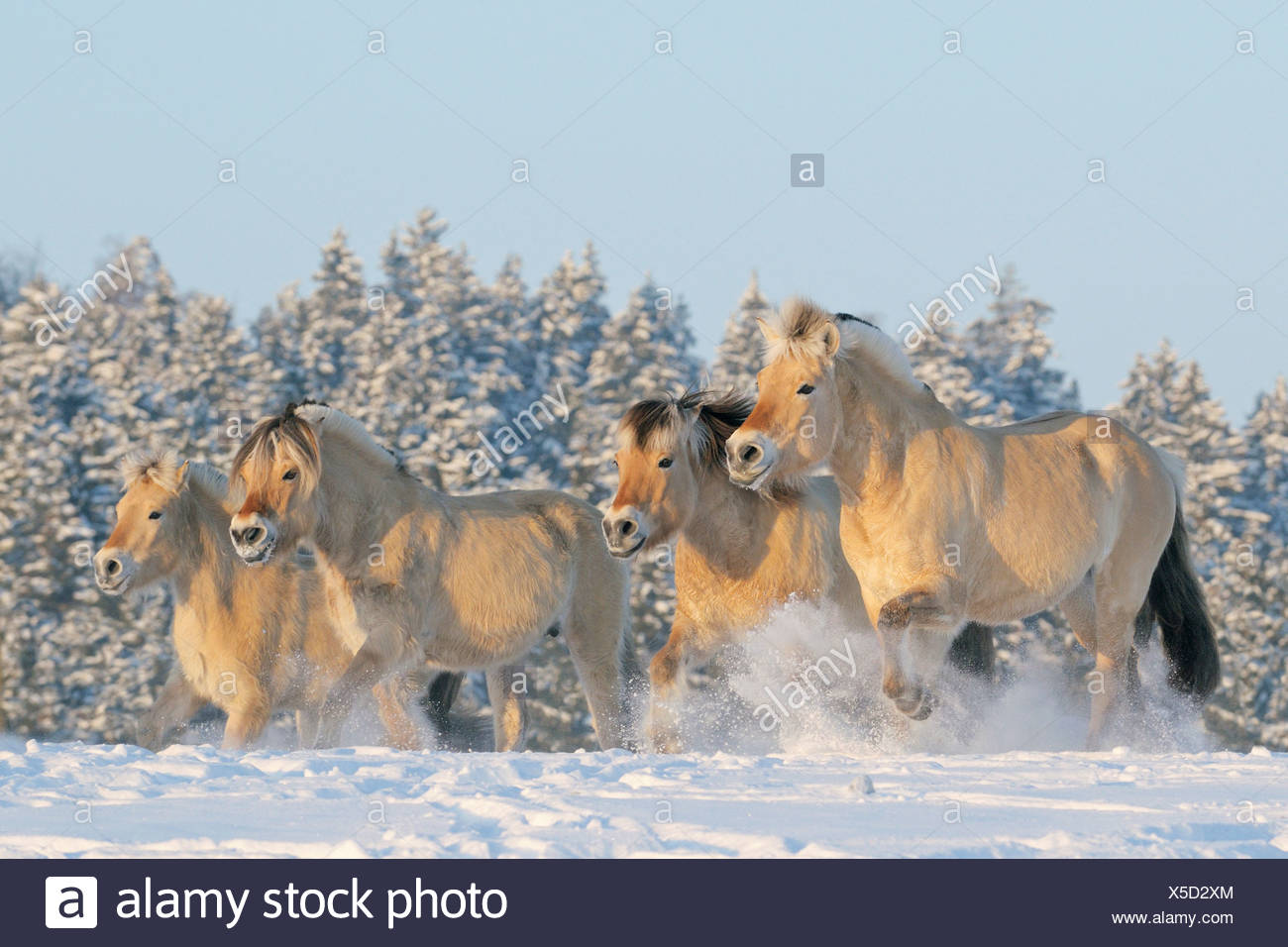 Norwegian Fjord Horse Herd Snow Banque d'image et photos - Alamy