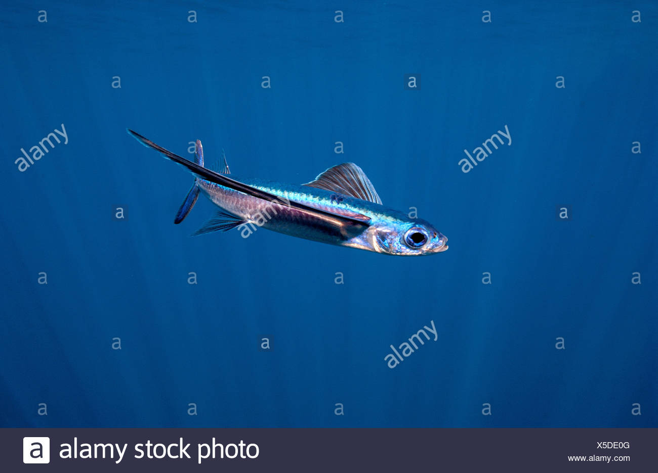Poisson Volant Banque d'image et photos - Alamy