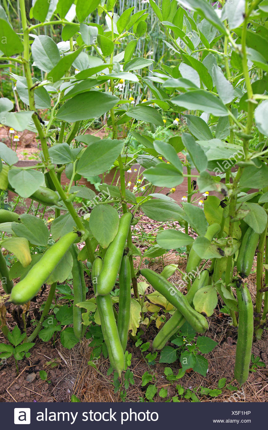 Faba Bean Banque d'image et photos - Alamy