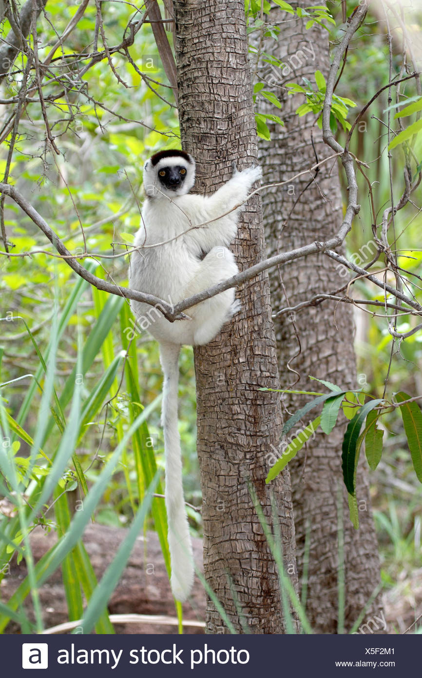 Propithecus Verreauxi Banque d'image et photos - Alamy