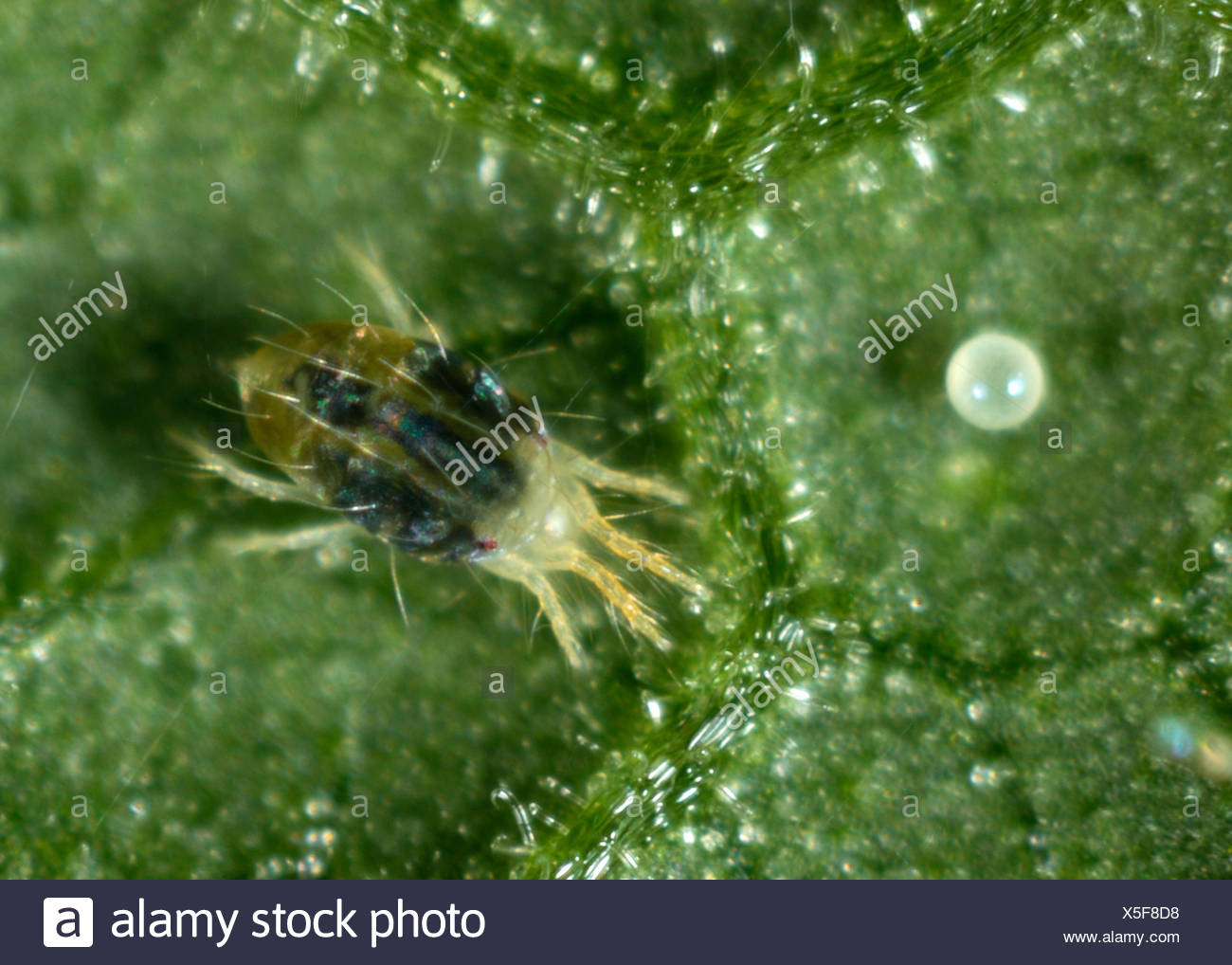 Tetranychus Urticae Banque d'image et photos - Alamy