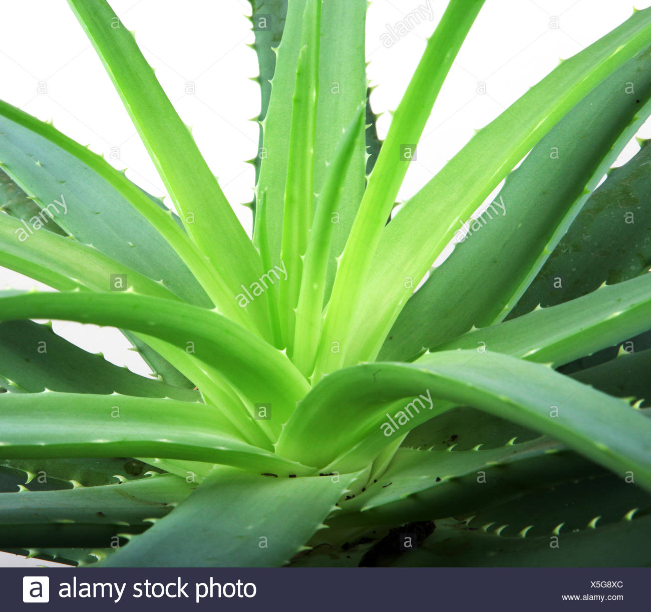 Aloe Vera Banque d'image et photos - Alamy