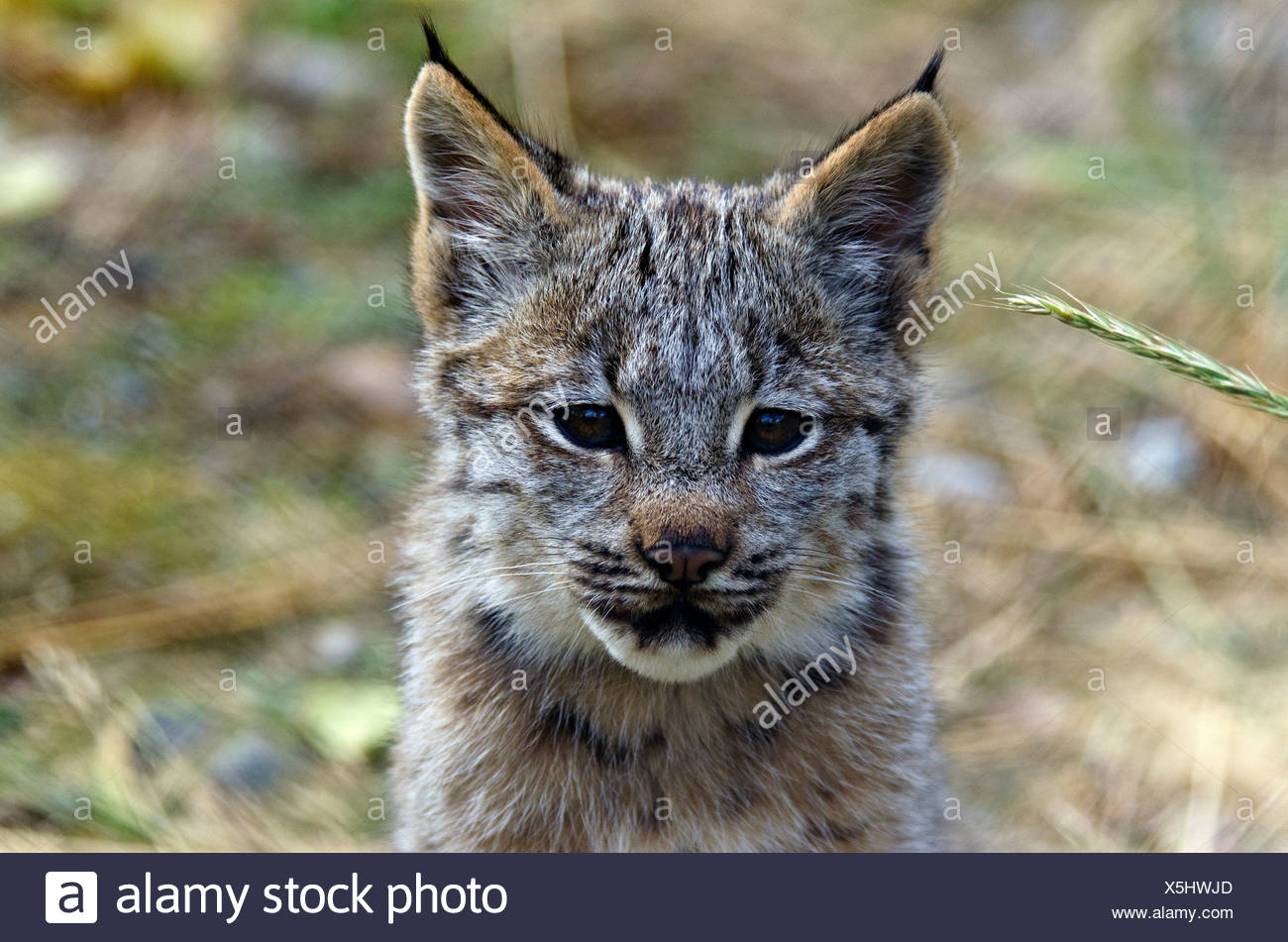 Baby Lynx Banque d'image et photos - Alamy