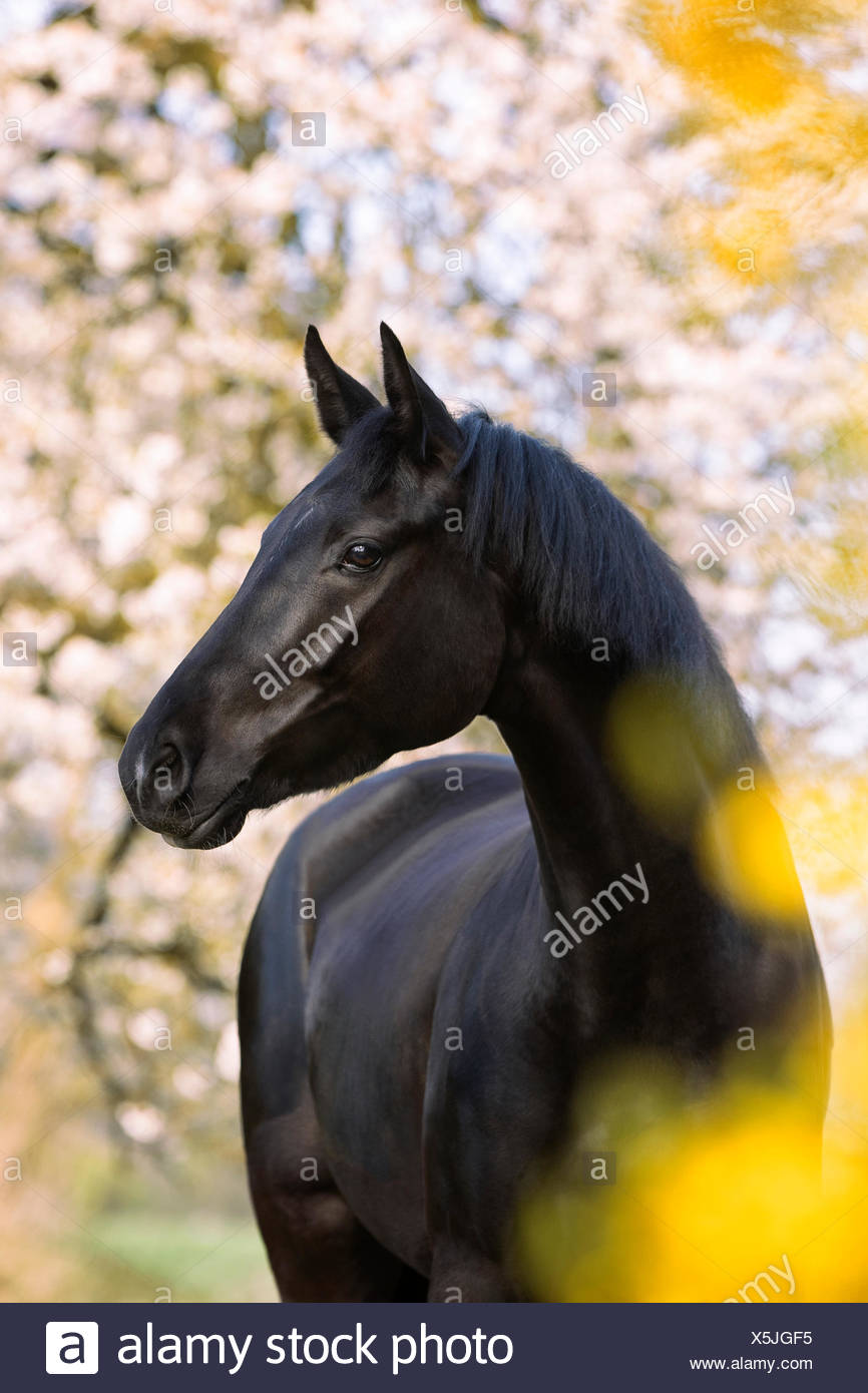 Cheval Noir Banque d'image et photos - Alamy