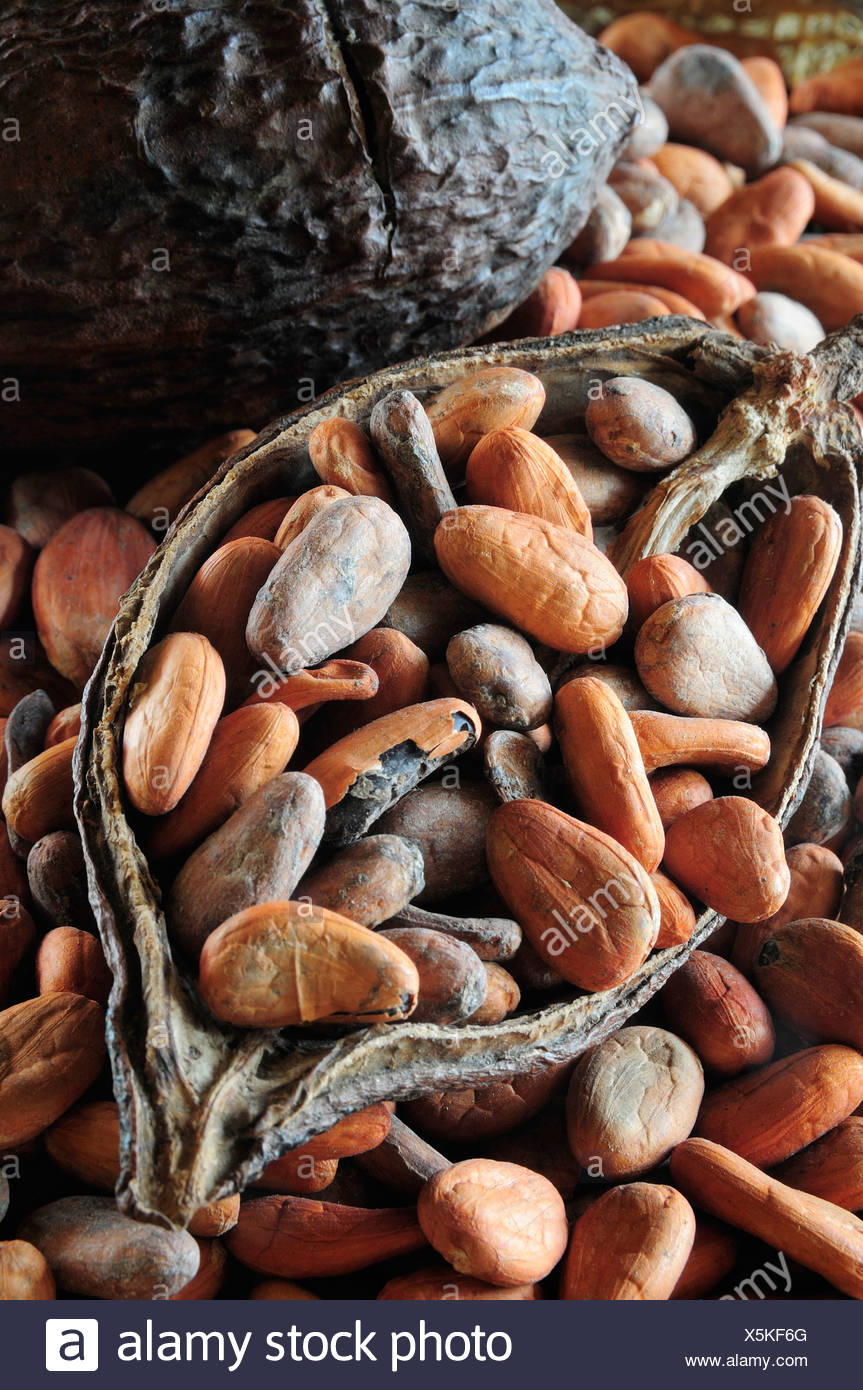 Chocolate Nut Tree Theobroma Cacao Banque d'image et photos - Alamy