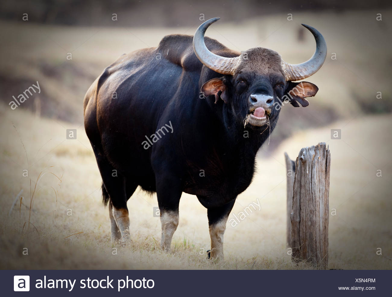 Gaur Bos Gaurus Banque d'image et photos - Alamy