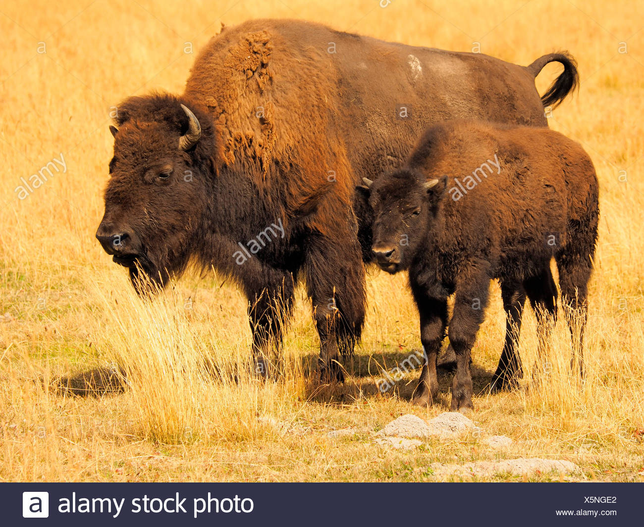 Bison Des Plaines Bison Bison Bison Buffle Veau Banque d'image et ...
