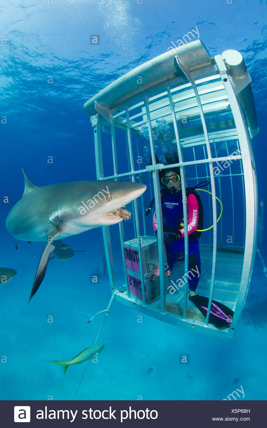 Manger Des Requins Banque d'image et photos - Alamy