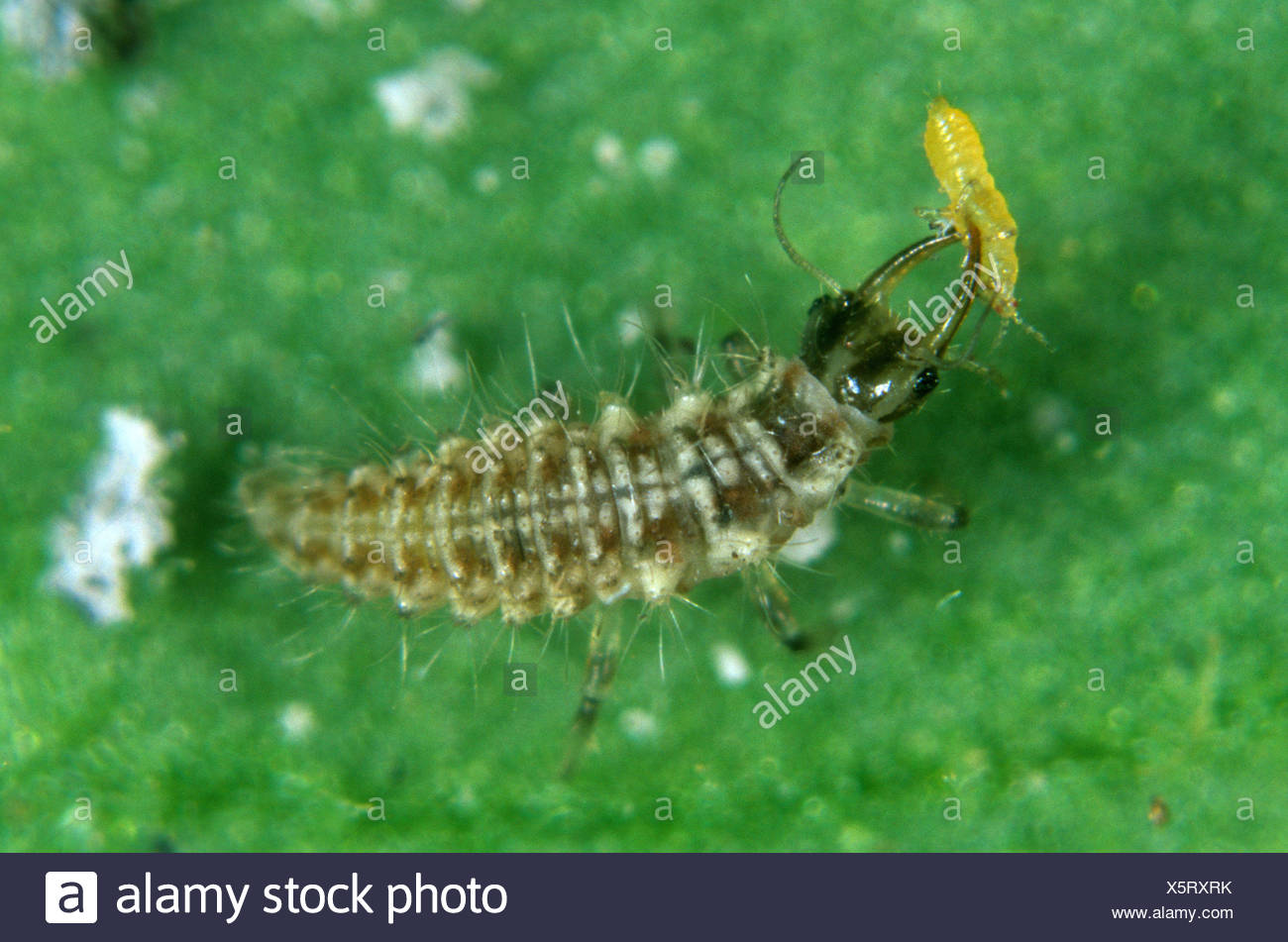 Chrysopidae Larva Banque d'image et photos - Alamy