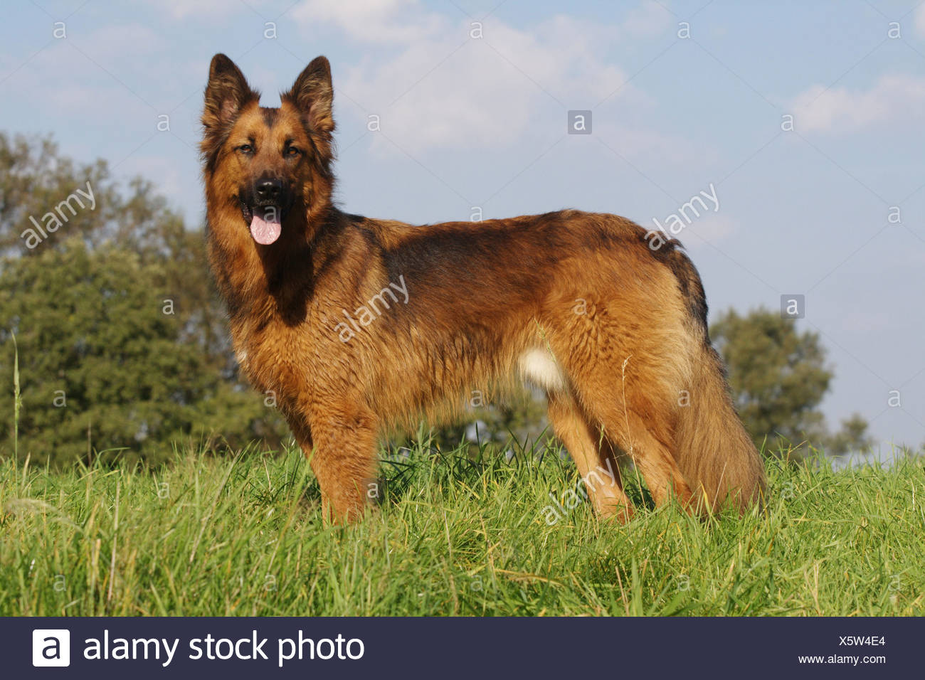 Berger Allemand Banque d'image et photos - Alamy