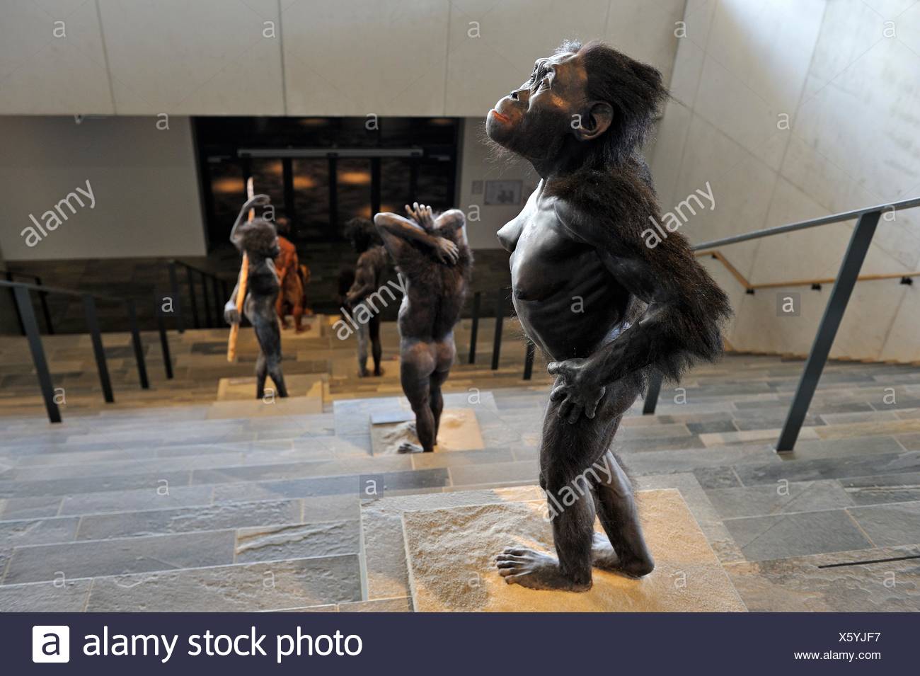 Australopithecus Afarensis Femelle Banque d'image et photos - Alamy